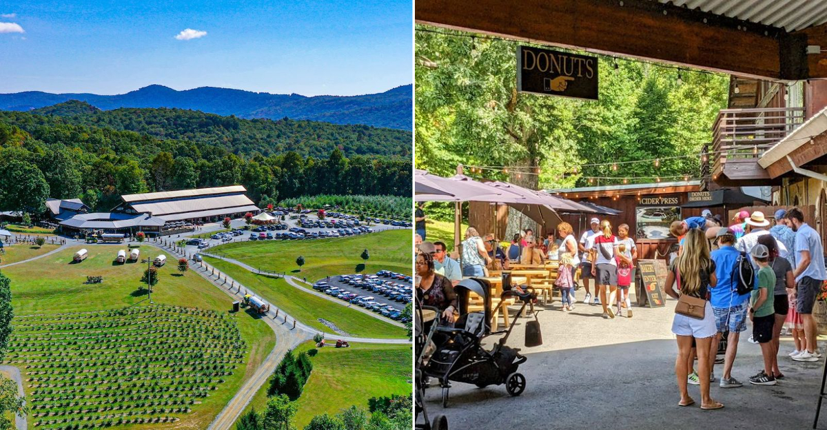 The sprawling North Carolina orchard and farm market where crowds line ...