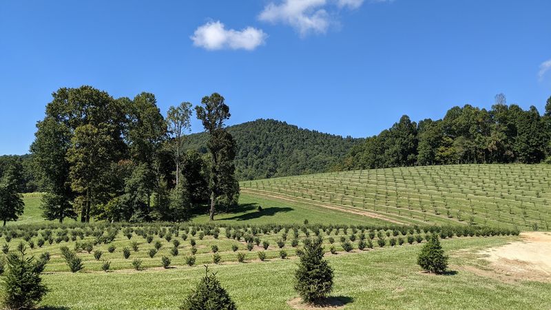 The sprawling North Carolina orchard and farm market where crowds line ...