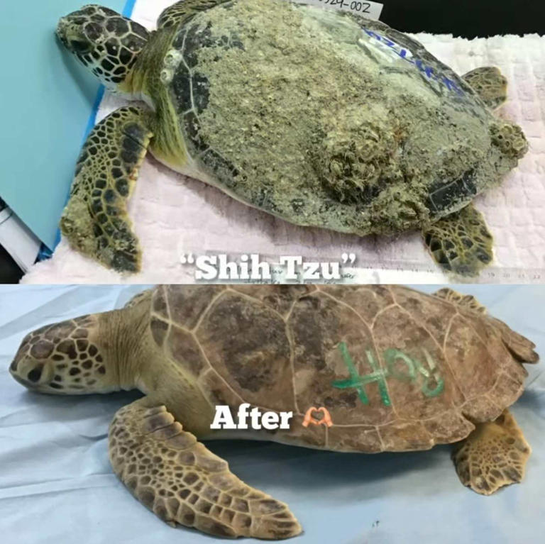 'Crusty green' sea turtles covered in barnacles get a 2-month spa treatment