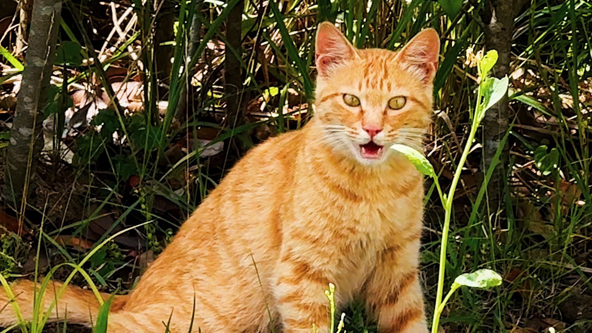Woman waits 282 days to finally snuggle with her rescued feral cat