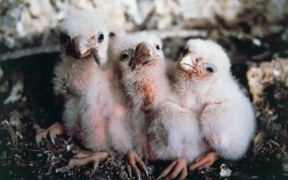 Wisconsin utility begins real-time tracking of falcon chicks