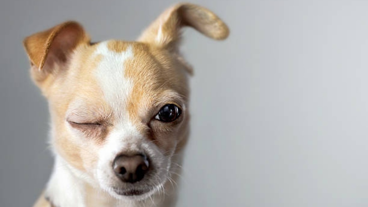 Veterinarians explain why some dogs suddenly change their behavior
