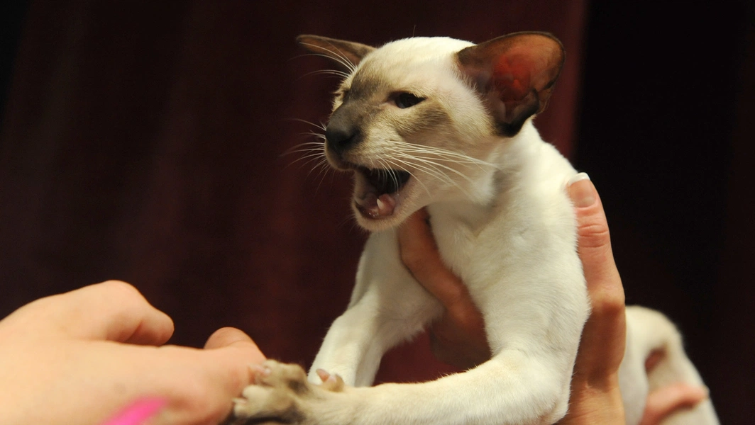 14 behaviors cats commonly dislike