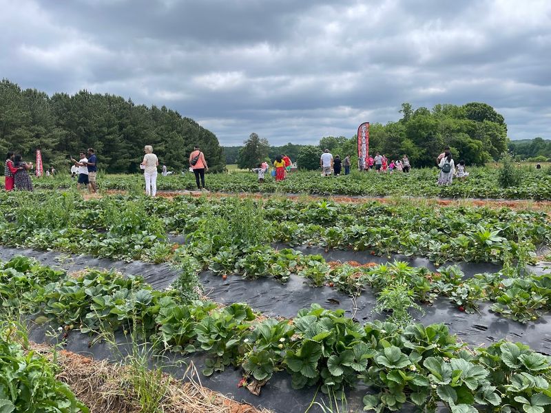 The stunning North Carolina farm where you pick your own berries and ...