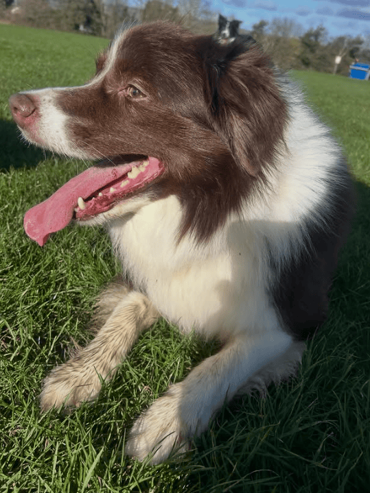 Echo, the Heartstopper dog who won the hearts of millions of Netflix ...
