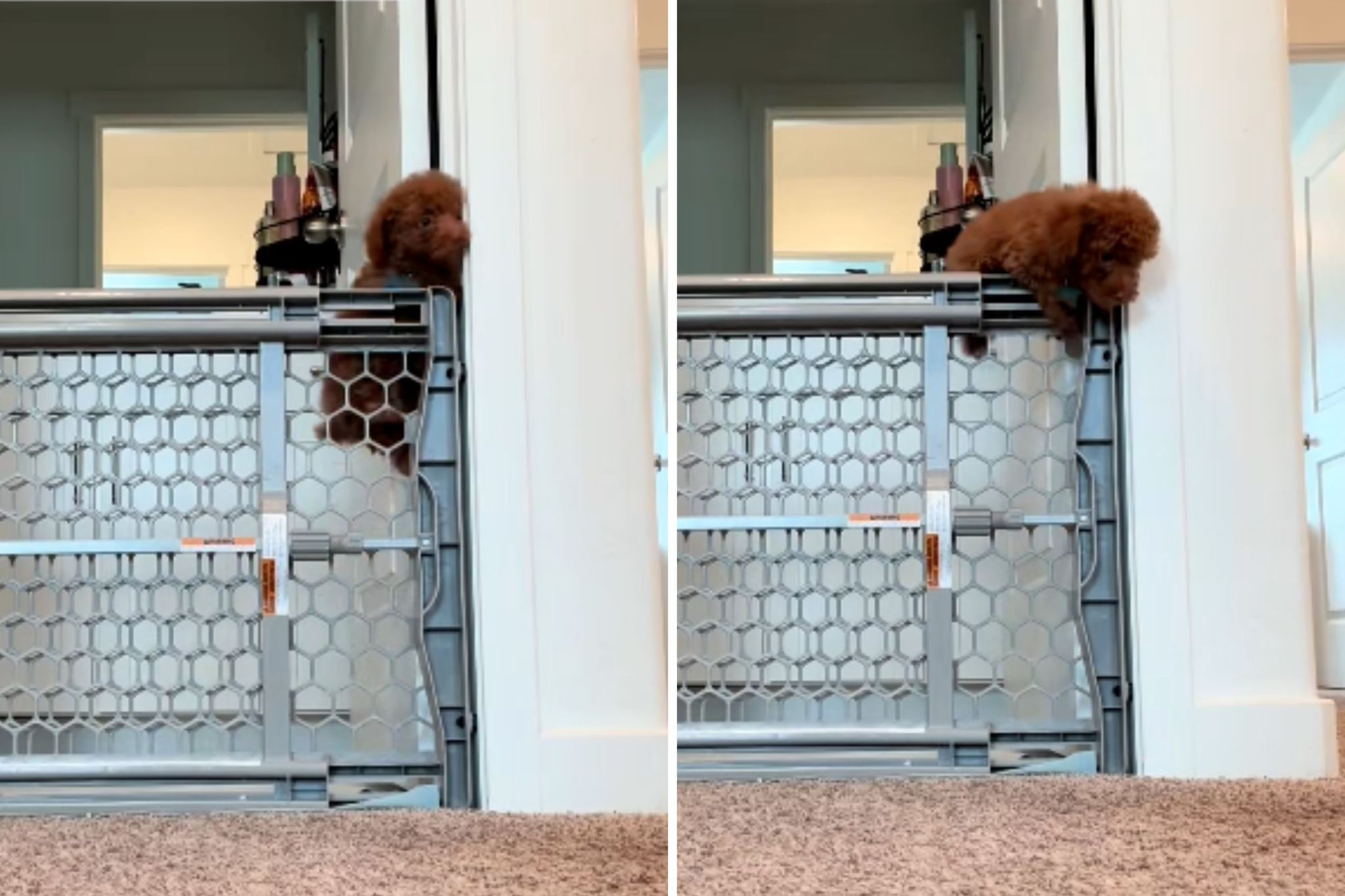 Owner hides camera to work out how dog keeps escaping—footage does not ...