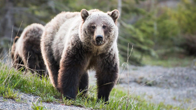 Cody Johnson fires back at critics, calls Alaska grizzly bear hunt a ...