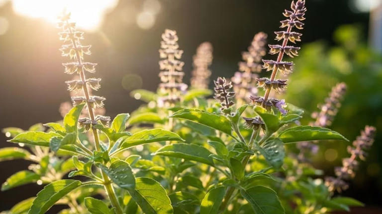 Plant growth hack: This waste water can make plants thrive like never ...