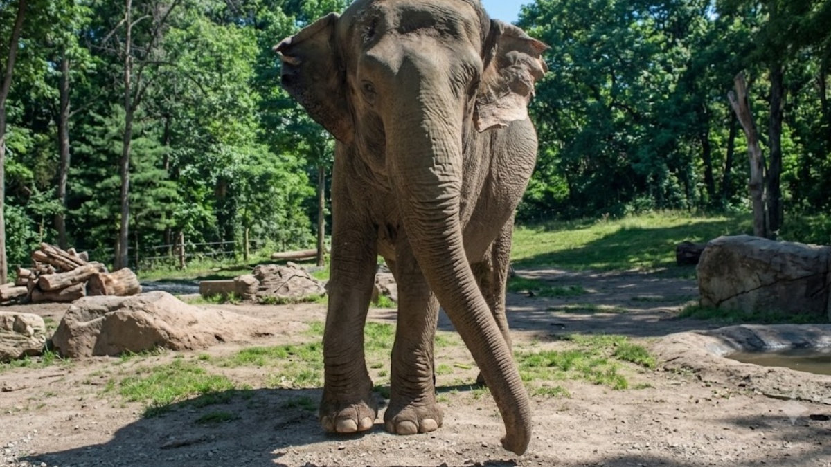 Happy, the Bronx Zoo elephant known for sparking a major animal rights ...