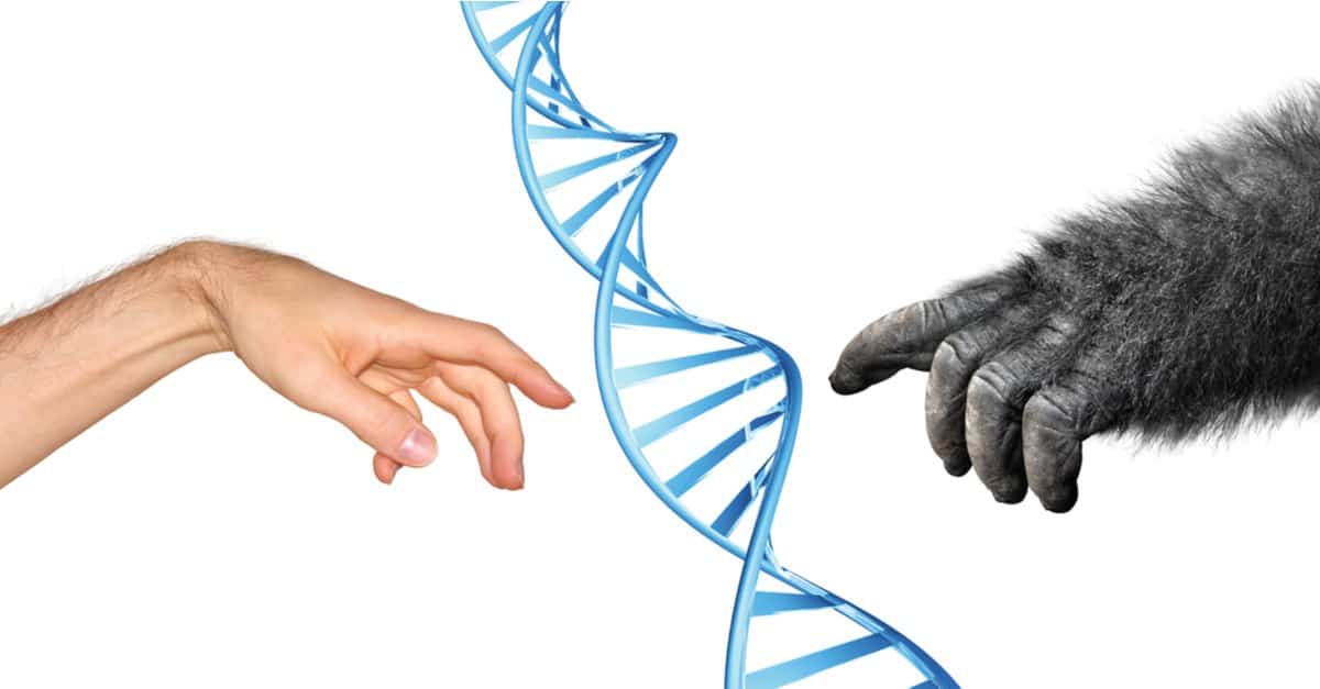 20 gorilla facts that reveal just how smart and powerful these apes ...