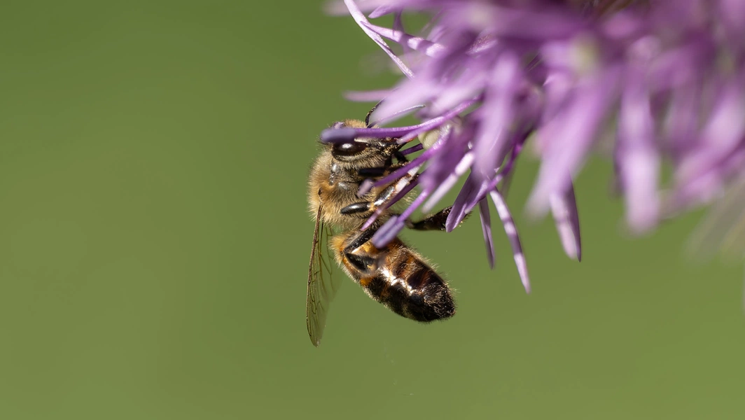Heatwaves found to slash bee fertility, raising food supply risks