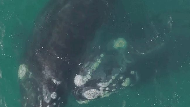 Mesmerizing clips show southern right whales in Patagonian breeding grounds