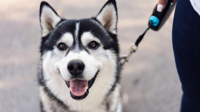 Husky refuses to leave grandparents' house in the most hilariously ...