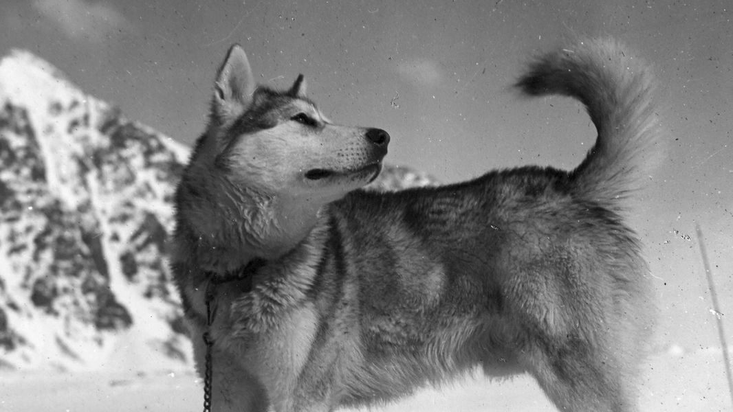 20 dog breeds known for their independence