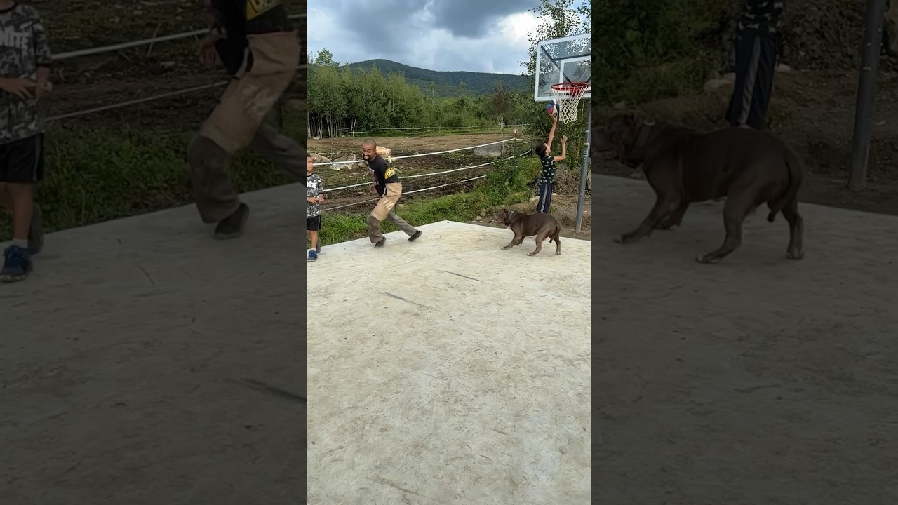 Training a family protection dog even during playtime