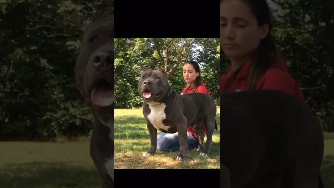 Kobe the protection pitbull trains as a puppy