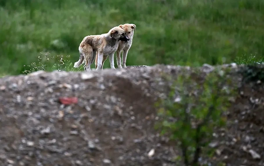 Abandoned dogs find safety and new beginnings after rescues