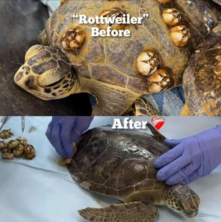 'Crusty green' sea turtles covered in barnacles get a 2-month spa treatment