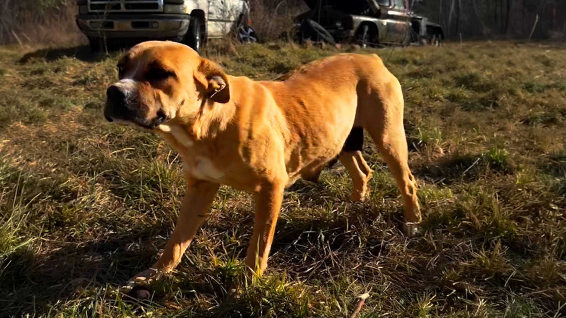 Mama dog leads rescuer to a hidden cave to save her puppies
