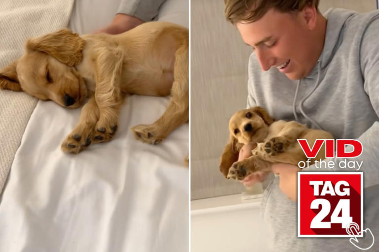 Viral video of the day for June 1, 2026: Owner can't handle cuteness of ...