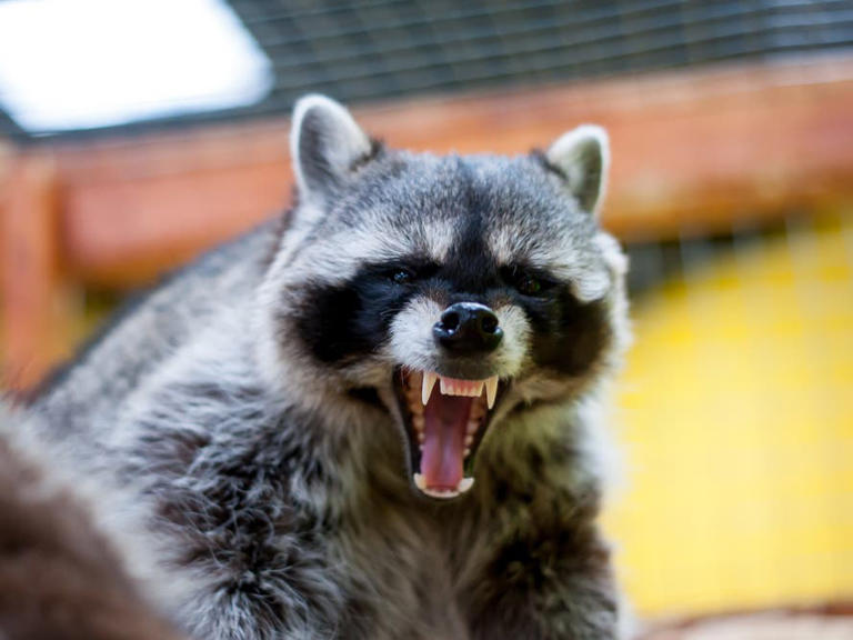 Ridgewood raccoon eludes authorities after 2 attacks