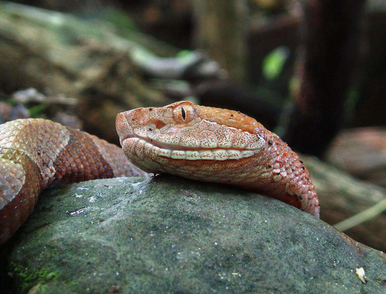 How much does antivenom cost at NC hospitals? You may need it after a ...