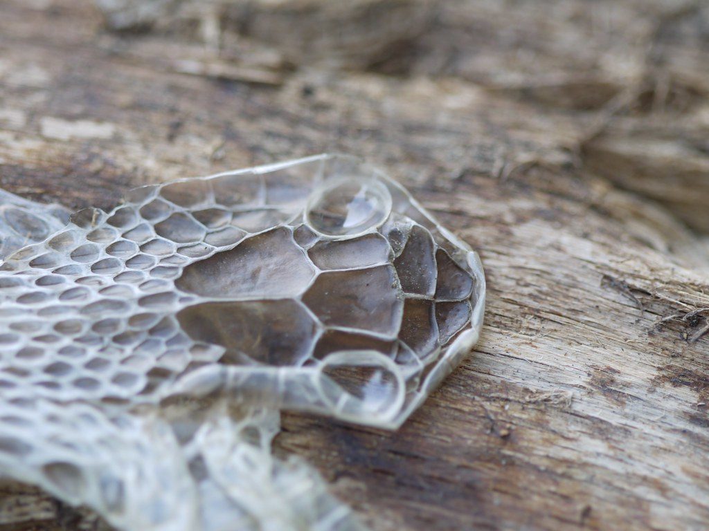 The first response experts recommend when you spot shed snake skin