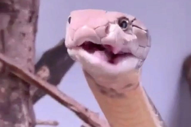 Snake's unusual mouth movements spark theories online: 'Can someone ...