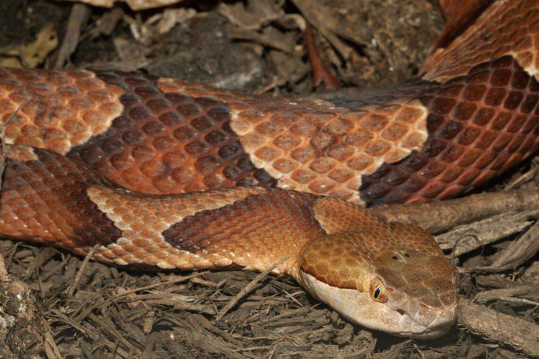 How much does antivenom cost at NC hospitals? You may need it after a ...