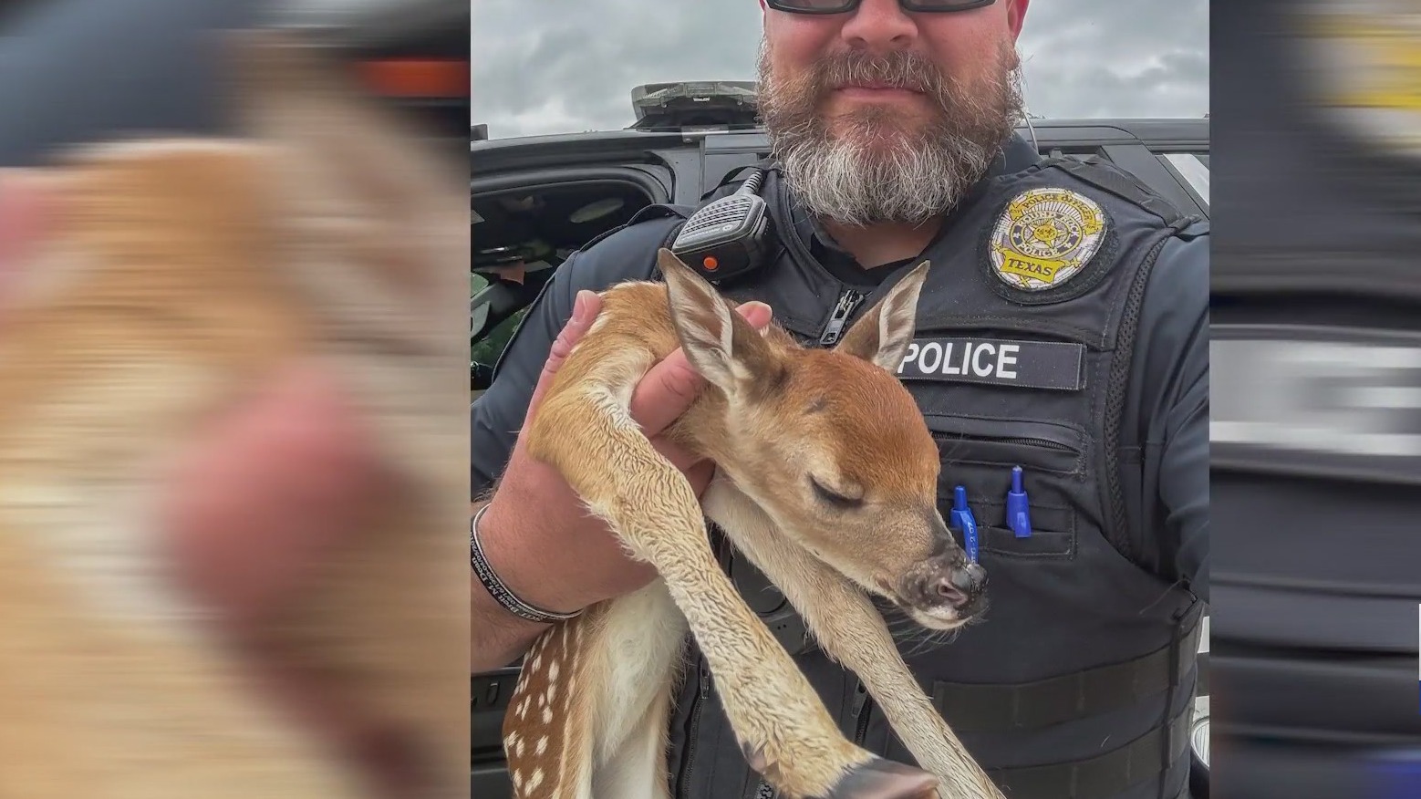 Round Rock officer reunites trapped fawn with mother in viral video