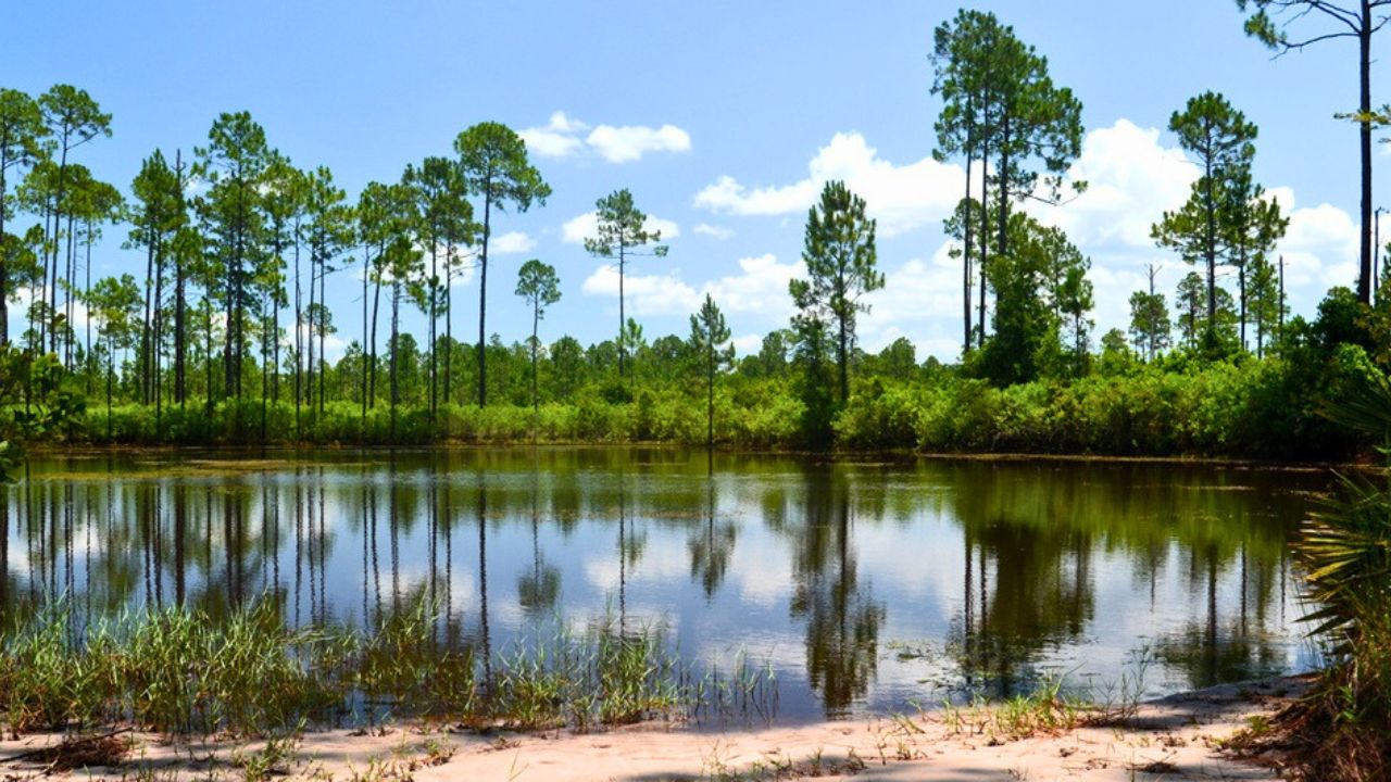 Florida’s oldest national forest has four natural springs and the world ...