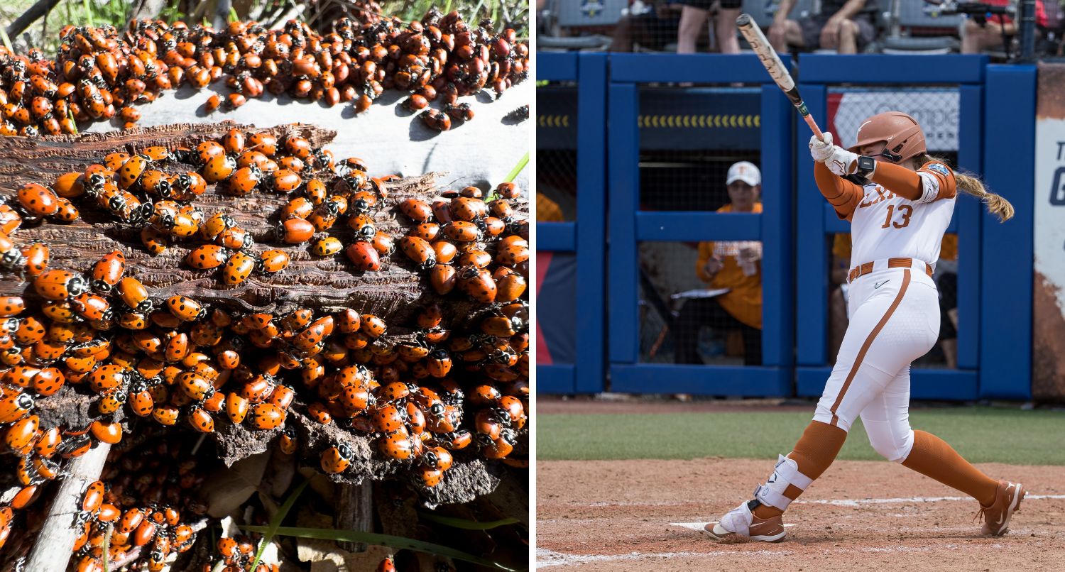 Softball player has disgusting superstition