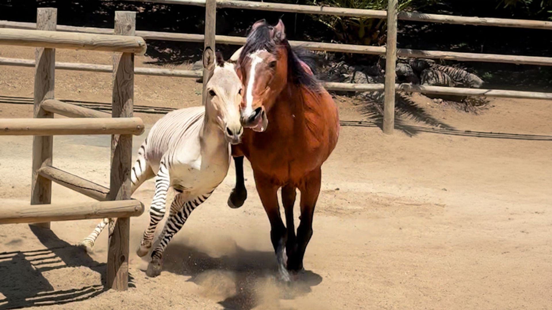 Zonkey who couldn’t get along with anyone finds his perfect match