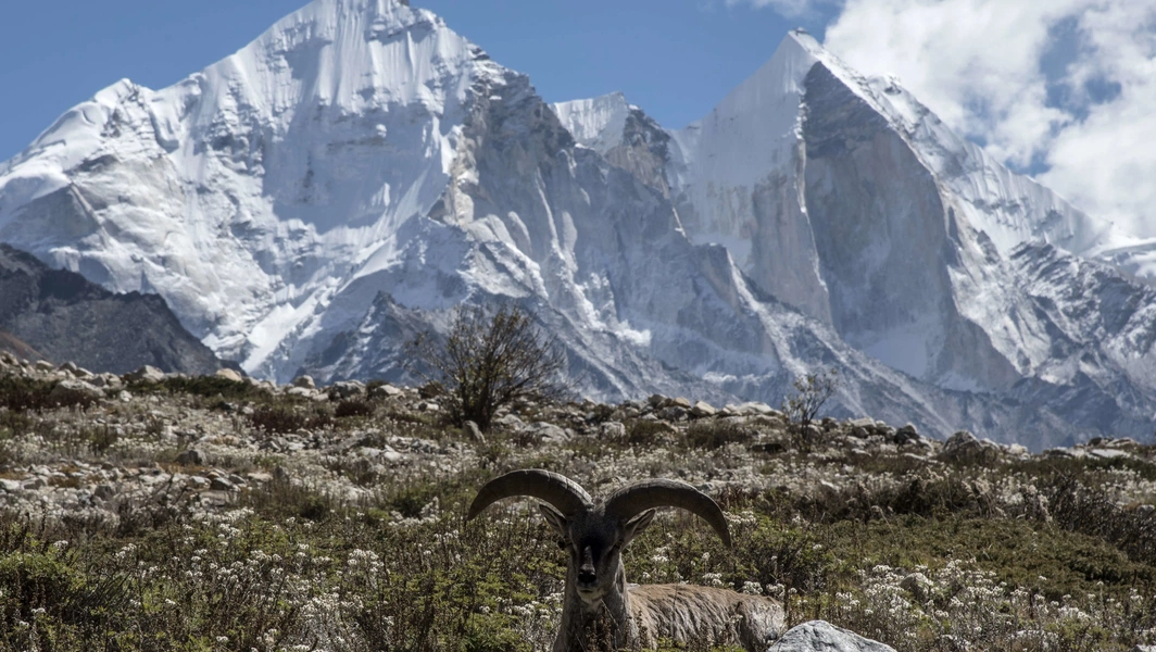 Why the Himalayan blue sheep matters for our planet