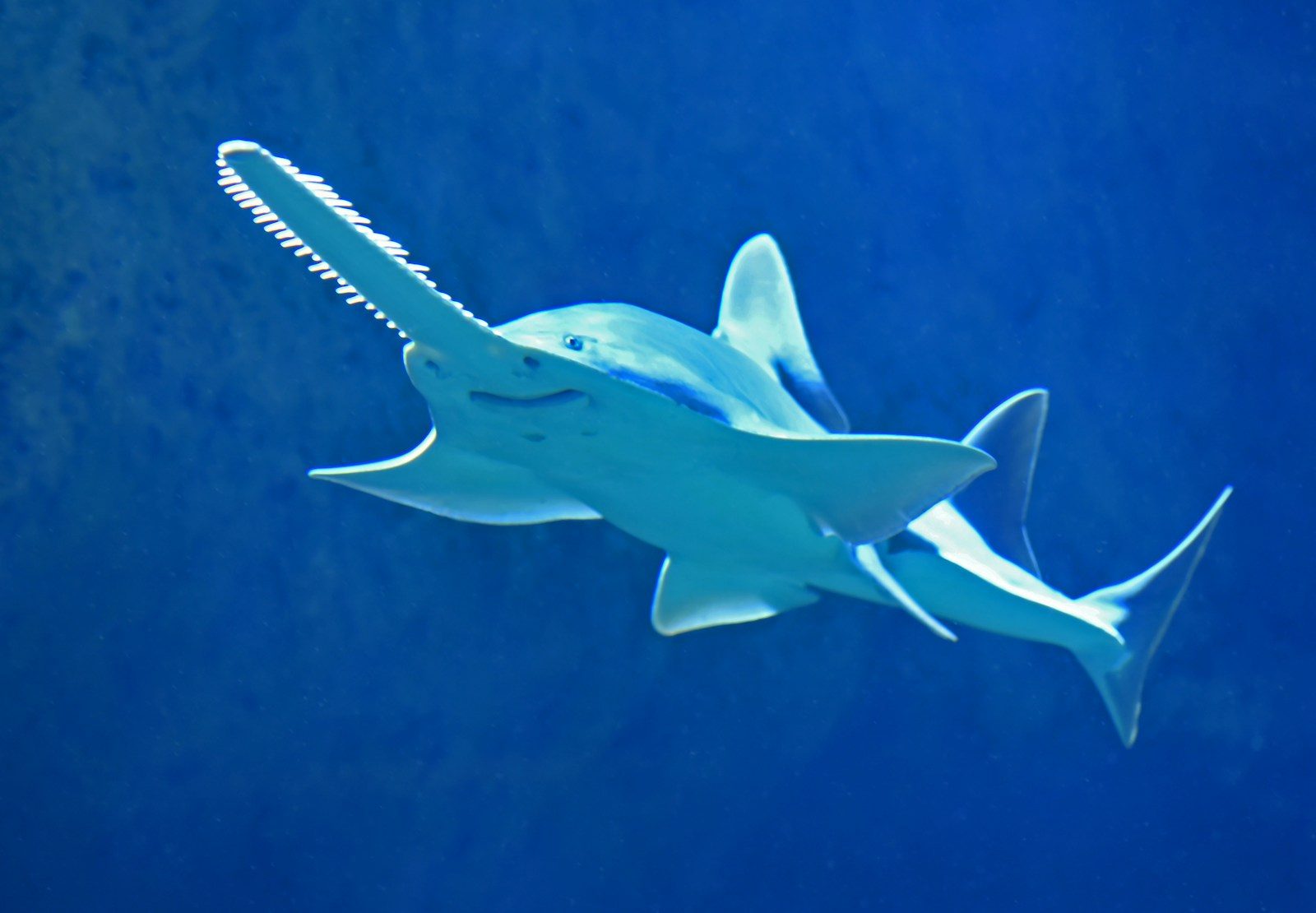 Deep sea monsters that will haunt your imagination
