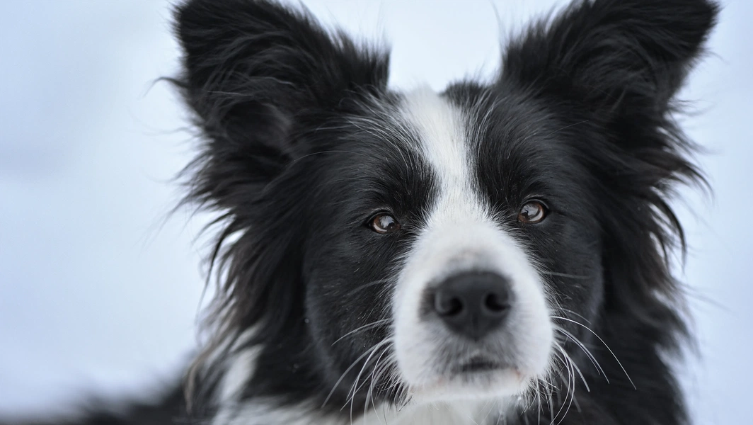 11 dog breeds with strikingly human-like traits