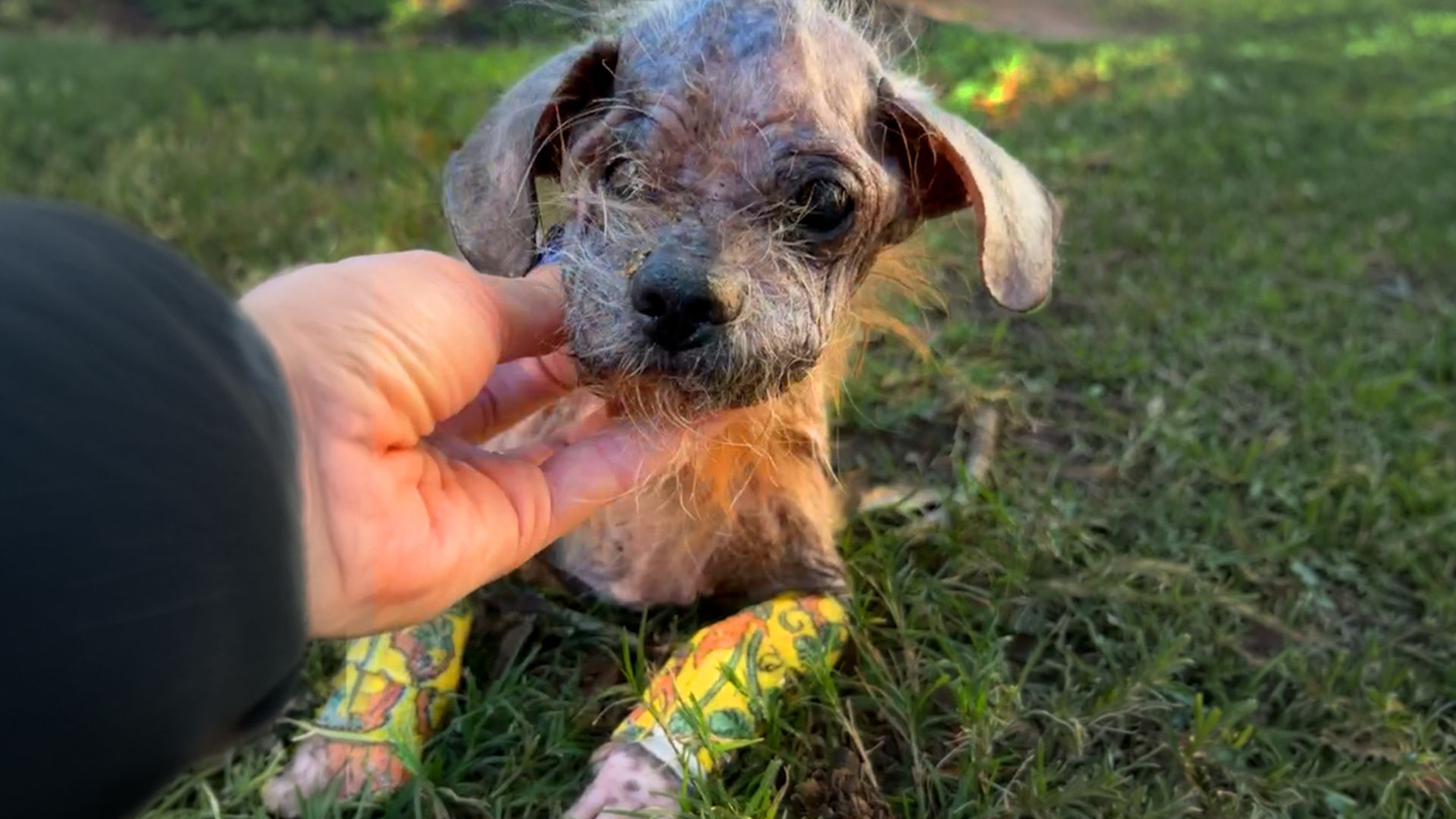 A dog transformation you have to see to believe