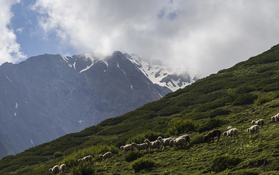 Why the Himalayan blue sheep matters for our planet