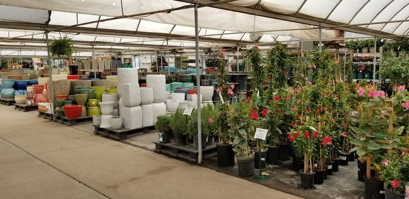 Plant lovers are fiercely gatekeeping this giant, jungle-like Oklahoma ...