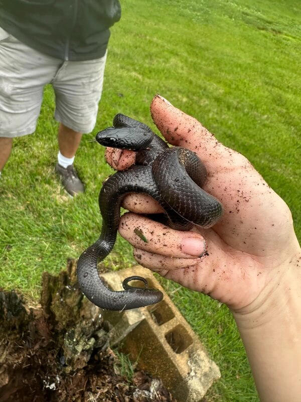 Missing pet snake turns up alive in yard 18 months after owners gave up ...