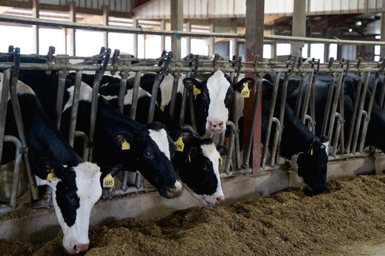 RFK Jr. visits Wisconsin dairy farm with Rep. Derrick Van Orden