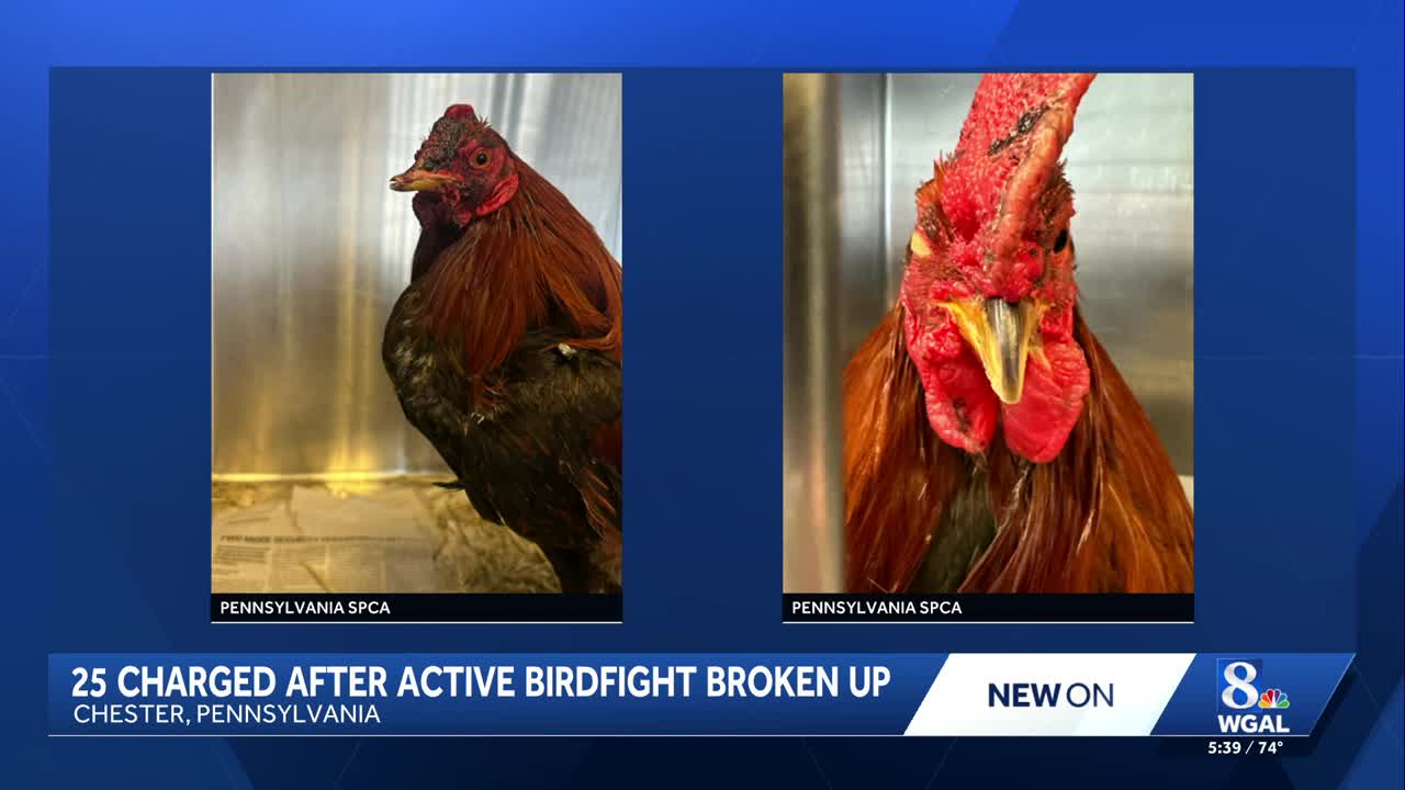 25 arrested, over 50 birds rescued after police broke up bird fight in ...