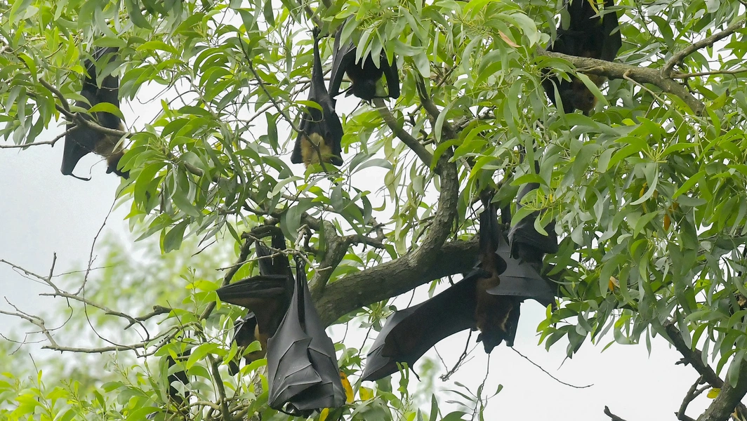 Why bats might be your garden’s secret superheroes