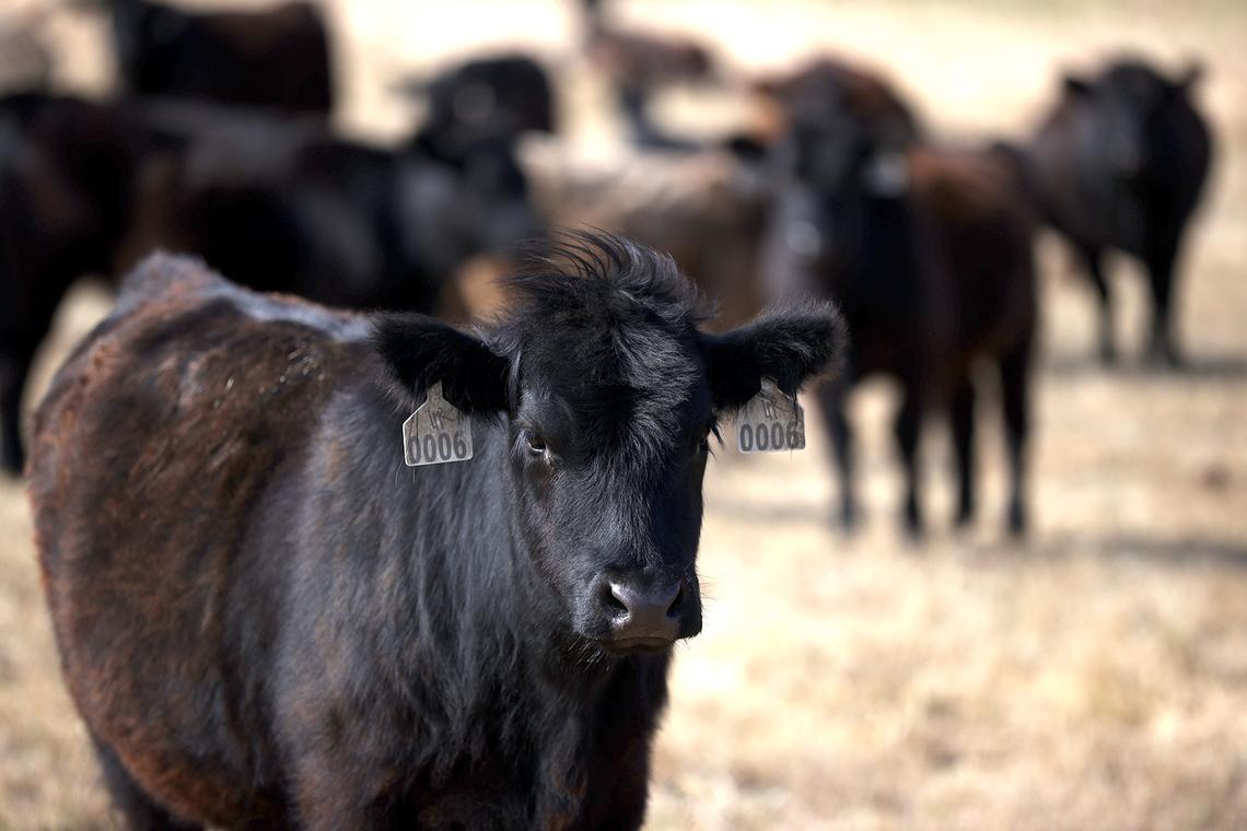 Cattle hijacked on Highway 395. Suspect wanted $20K to return them