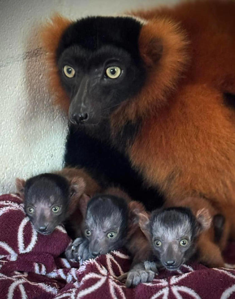 Wild Adventures Zoo celebrates birth of 3 endangered lemur triplets ...