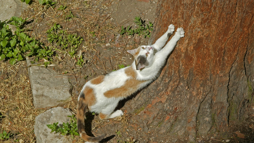 19 fierce and adorable 'murder mittens' cats