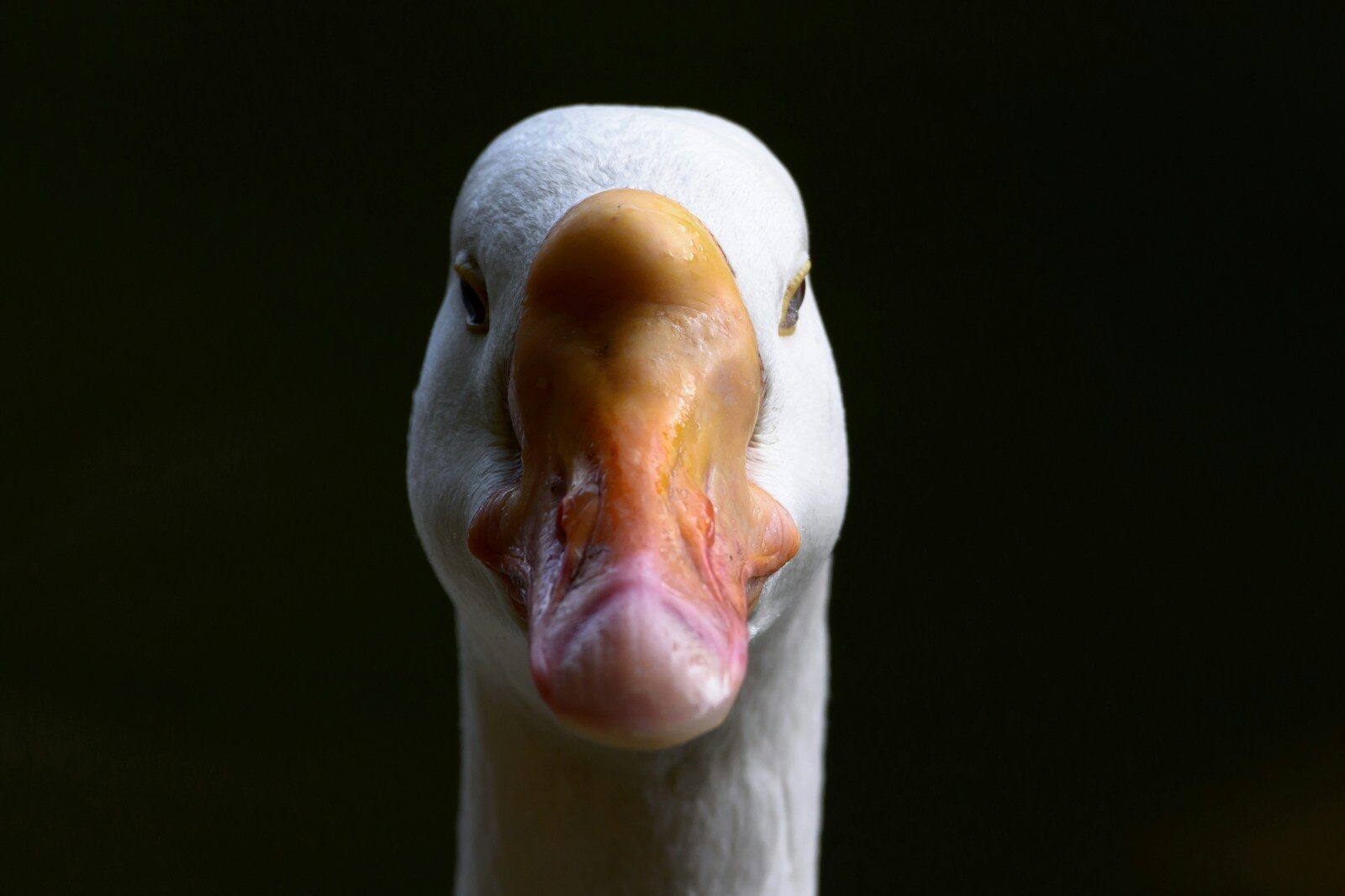 Arkansas trooper hit goose family on highway, now federal wildlife ...