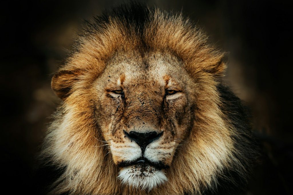 12 wild animals you should never make eye contact with