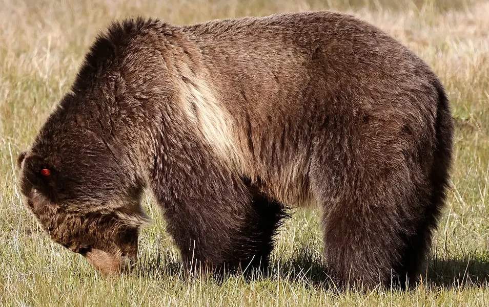String of close bear encounters sparks safety reminders