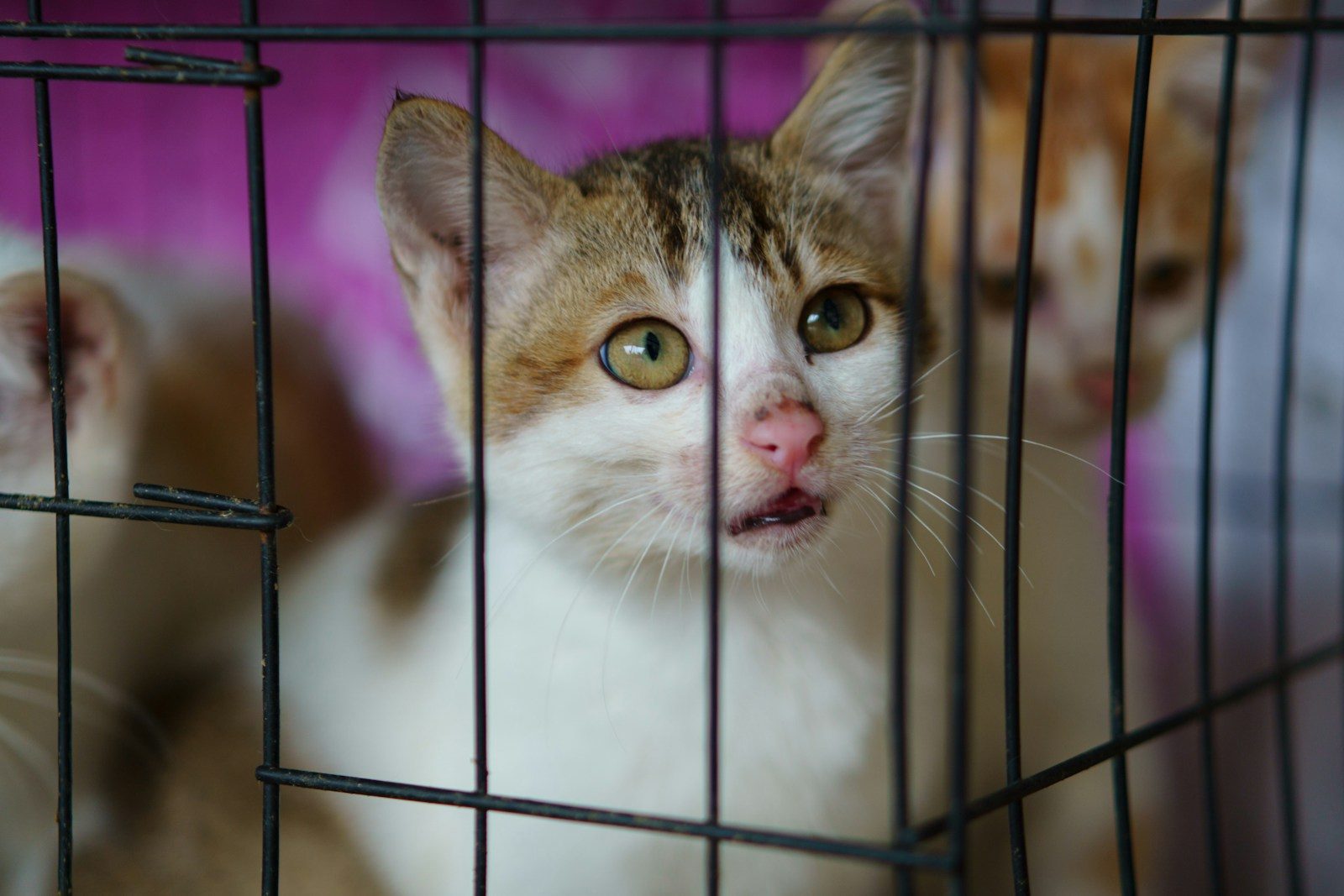 Why unique-looking shelter cats are winning the internet today